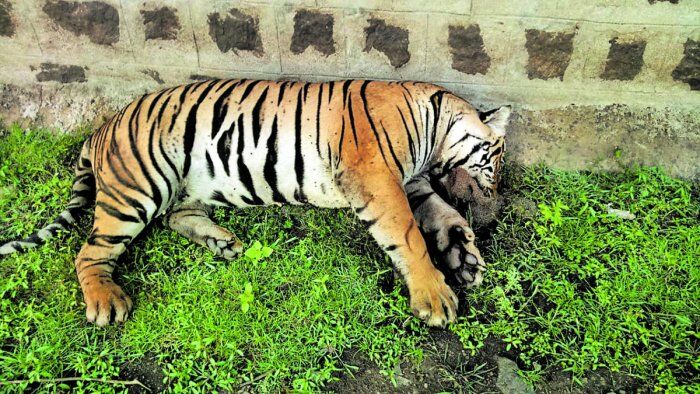 2 held for poisoning tigress to death in TN