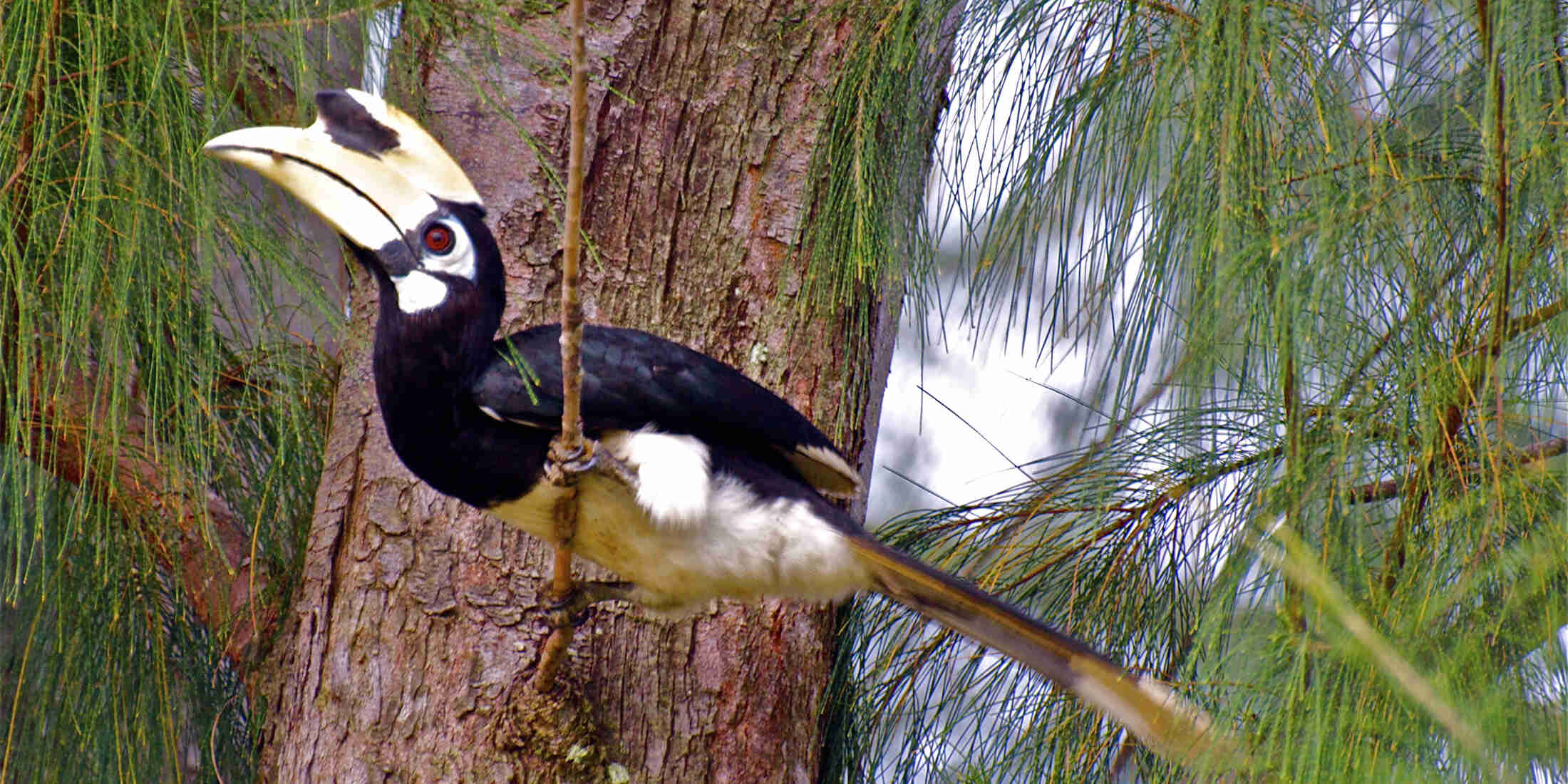 After Nagaland, Arunachal firm to protect birds, wild animals