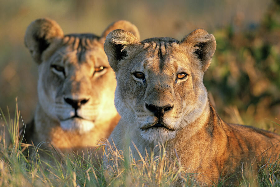 Two lionesses at UP's Etawah Lion Safari contract Covid