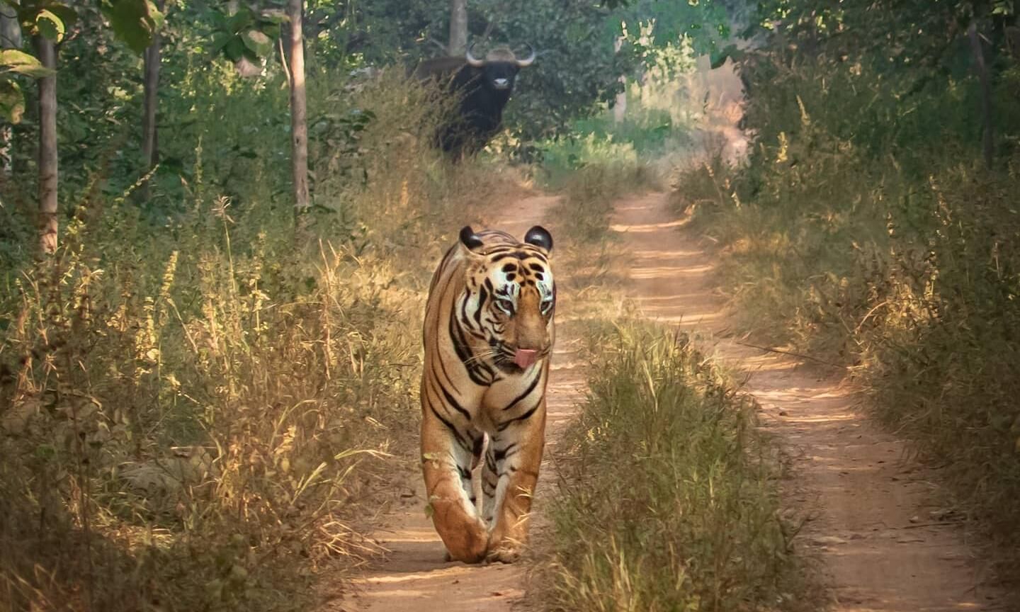 4 Assam tiger reserves get CATS accreditation