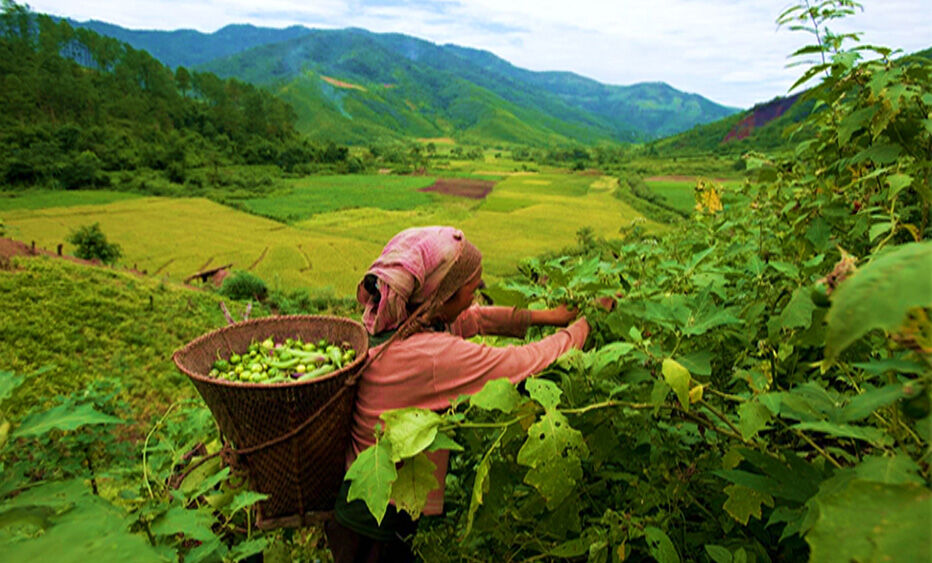 Re-imagining the role of indigenous tribals in restoring ecosystem