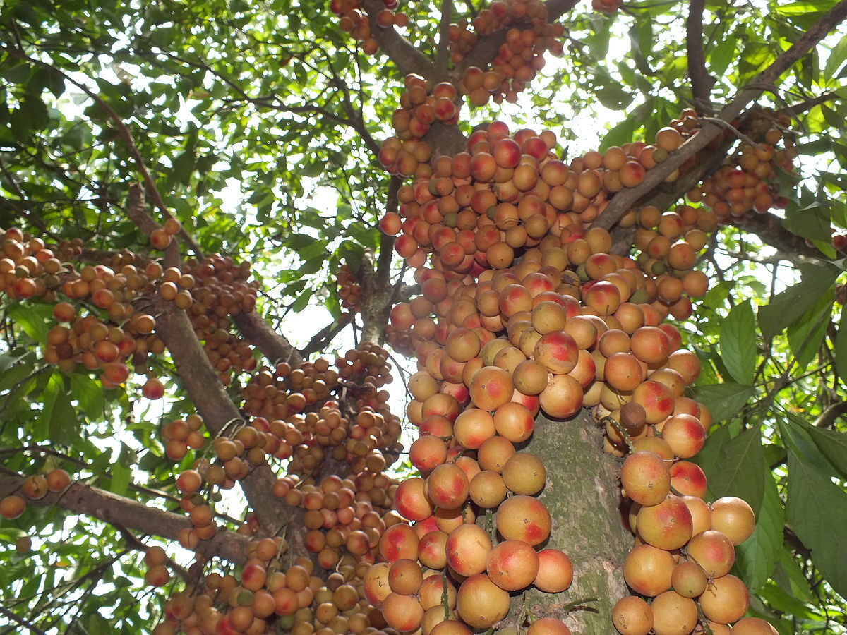 PEDA facilitates export of Assamese Burmese grapes to Dubai