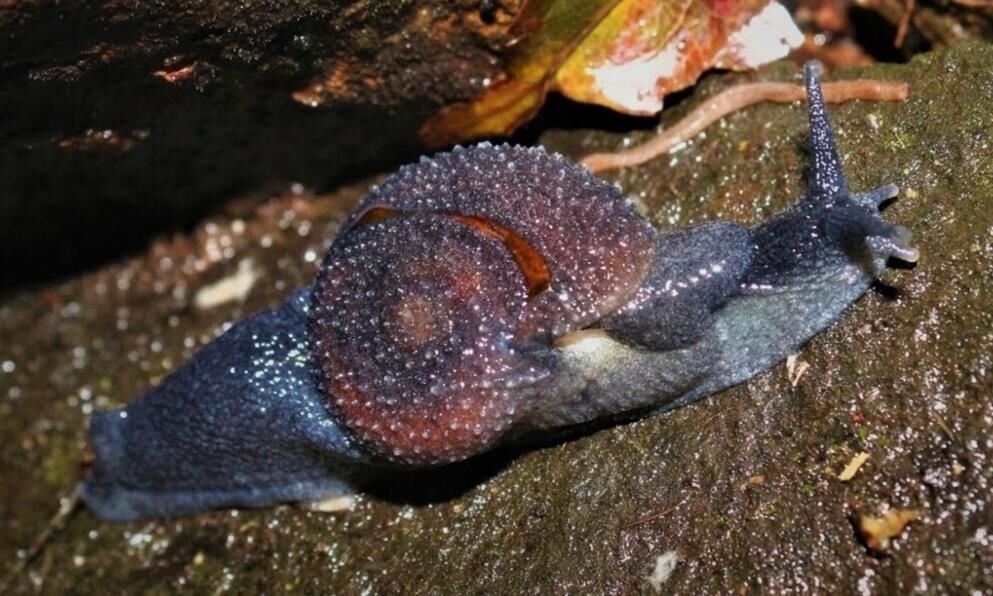 New snail variety discovered in Maha, named after Mumbai scientist