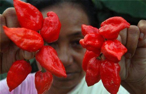 BhotJolokia- Naga Chillies exported to London from Guwahati Airport