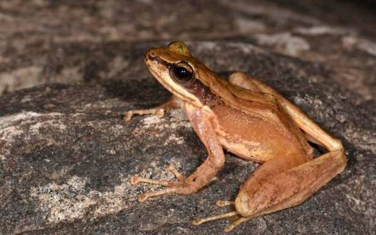 New frog species discovered in Adi hills of Arunachal Pradesh