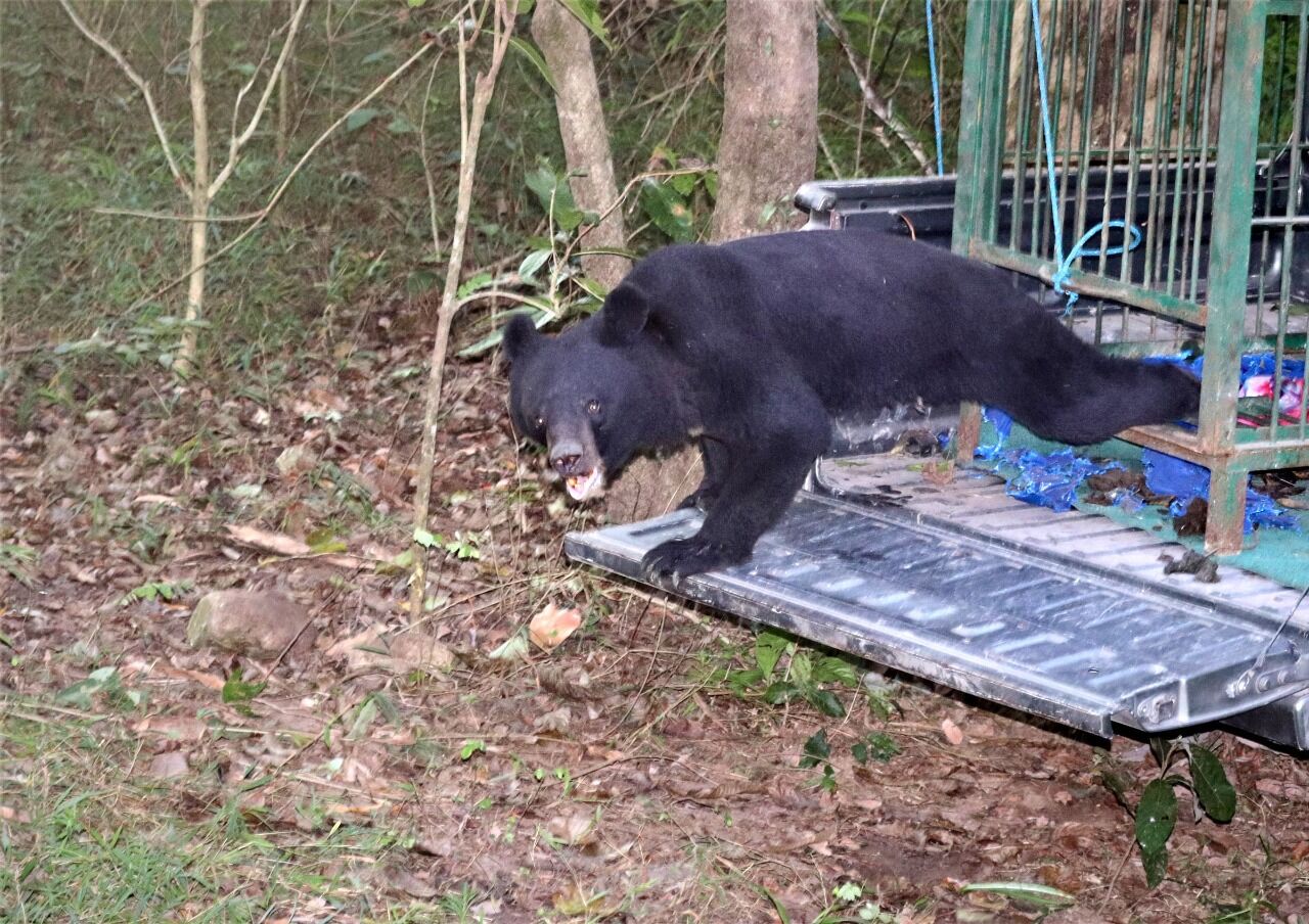 Four rescued bear cubs set to be released in Arunachal national park