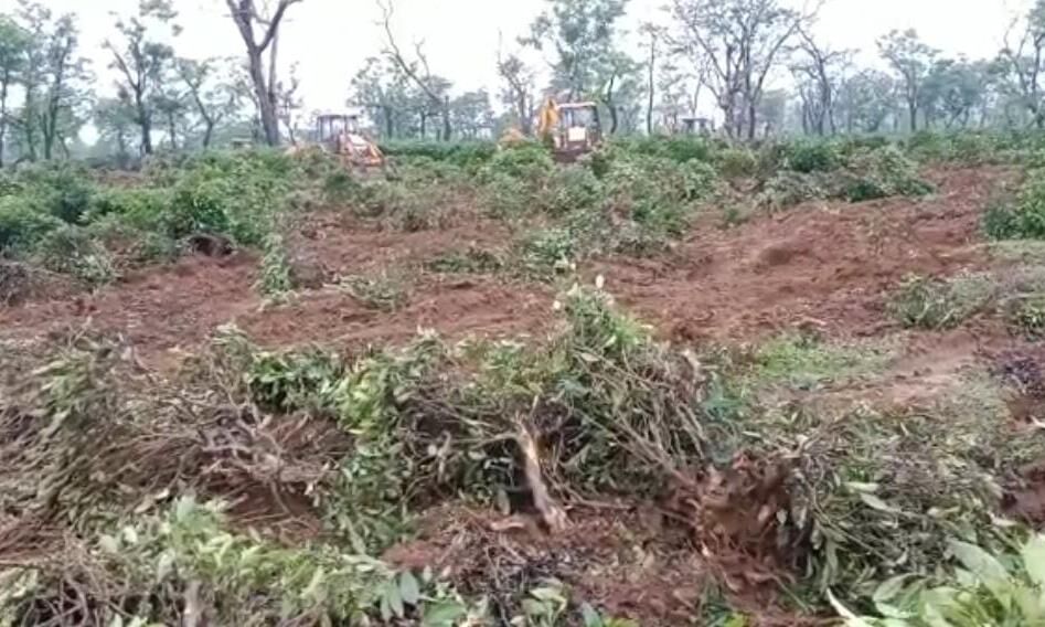 Silchar: Process to clear tea bushes at Doloo TE for Greenfield airport ...