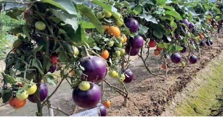 It's a pomato! Scientists grow potato and tomato in one plant