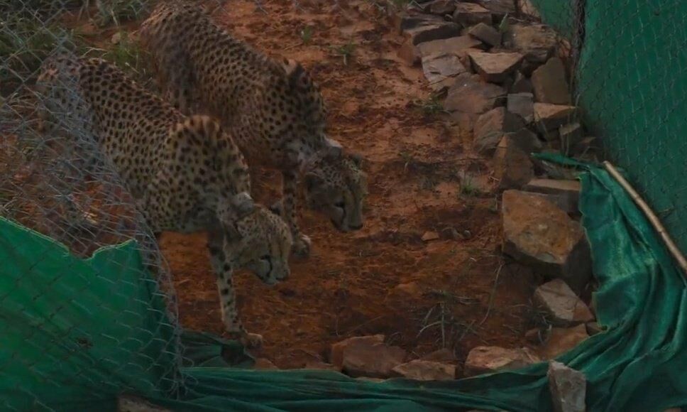 High density of leopards at Kuno park matter of concern for cheetahs ...
