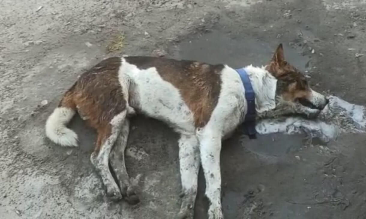 16 stray dogs poisoned to death in Sorbhog; animal lovers demand justice