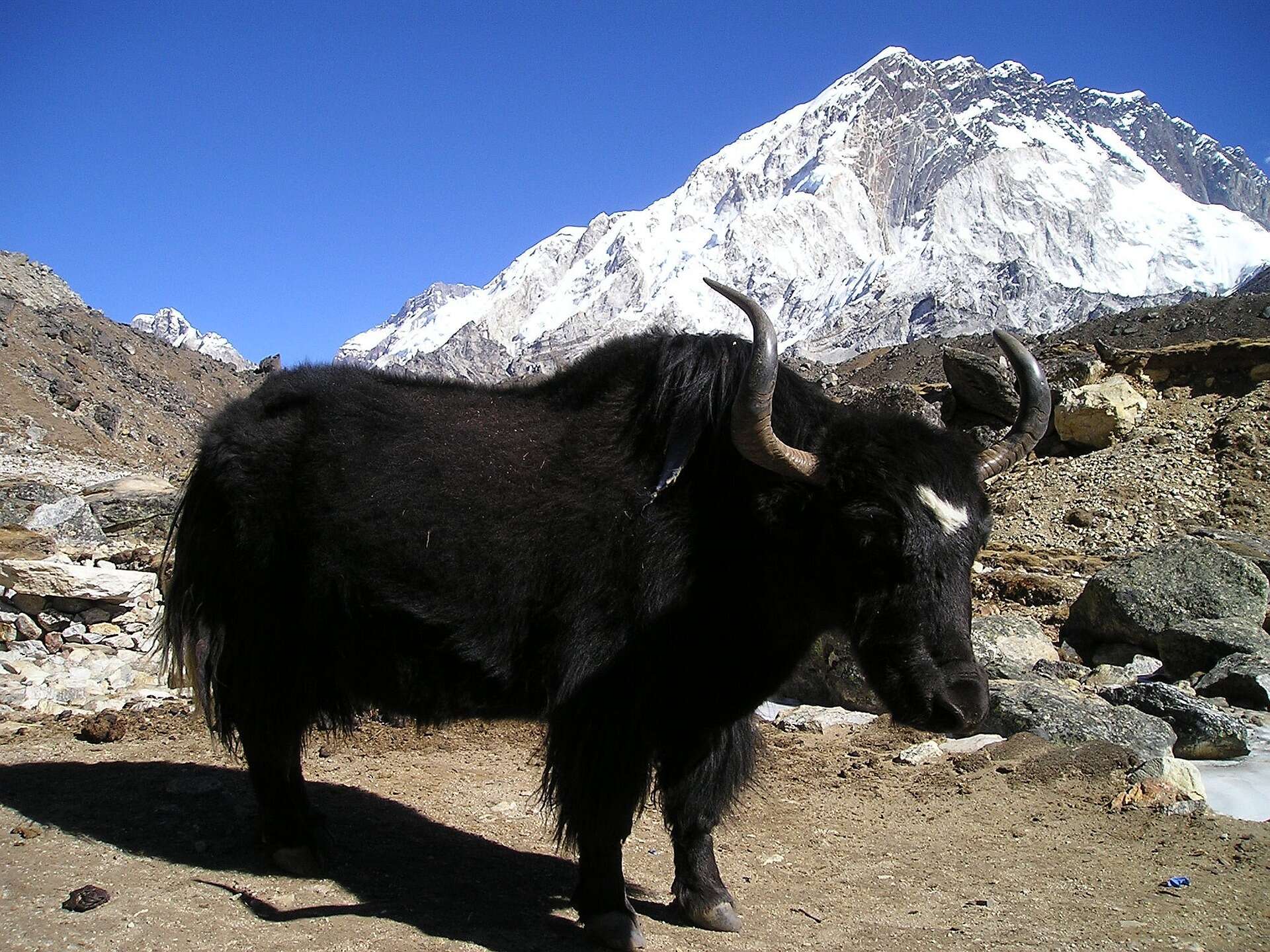 FSSAI approves Yak as a 'food animal': Official