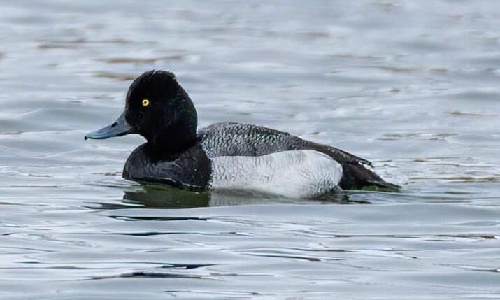 Manipur: After over 90 yrs, rare species of duck resurface at Loktak Lake