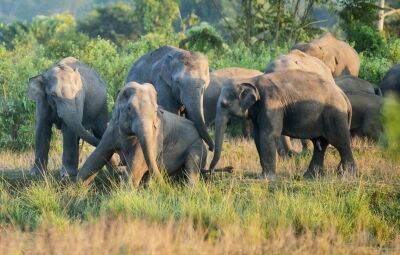 Assam: Conflicts claim lives of 80 elephants, 70 humans every year