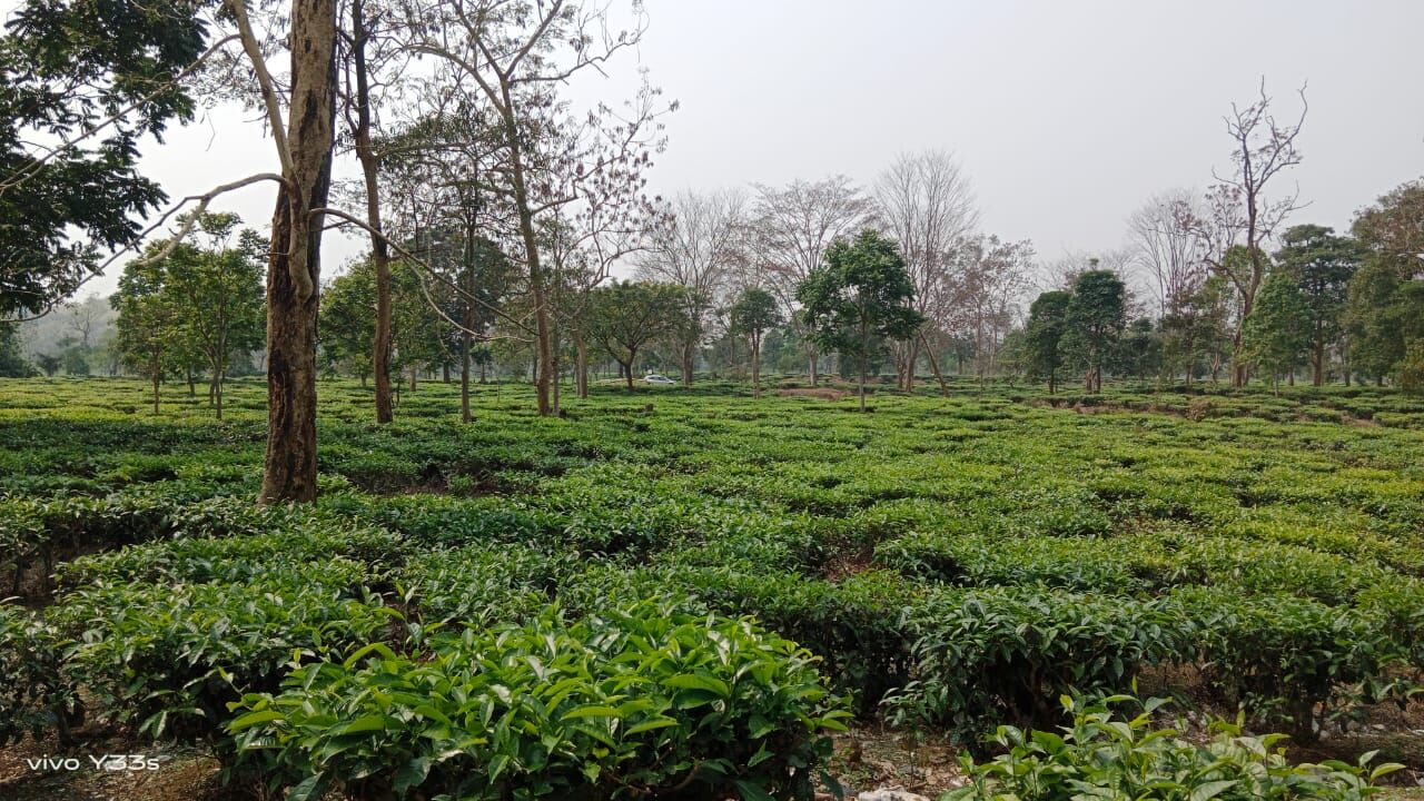 Smart Tea villages' empowering Assam's small tea growers