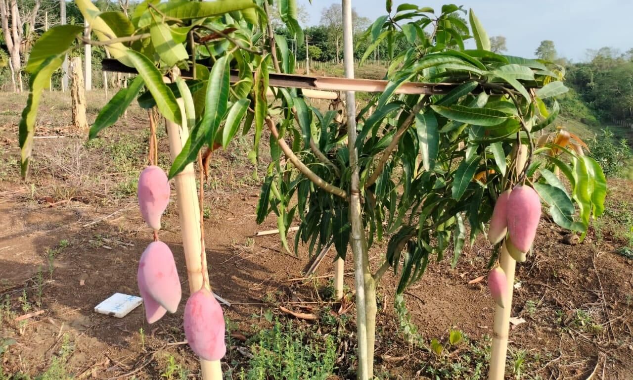 Tripura: How mangoes making lives of farmers sweeter in Ganda Tuisa