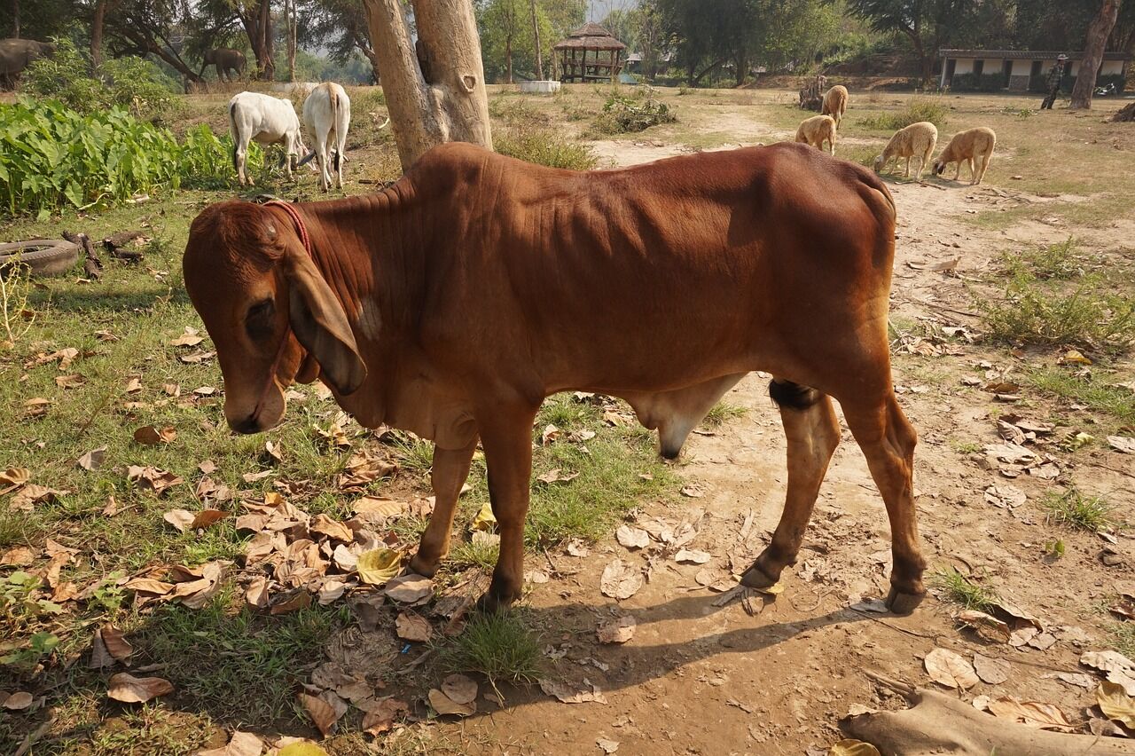 Fourteen Burmese cows seized in Assam-Mizoram border, two held