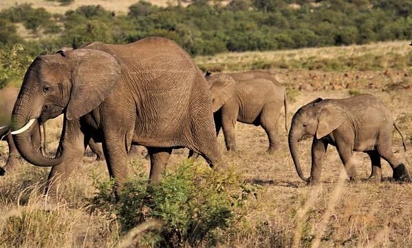 Assam: Wild tuskers wreak havoc in Lanka, 7 houses destroyed