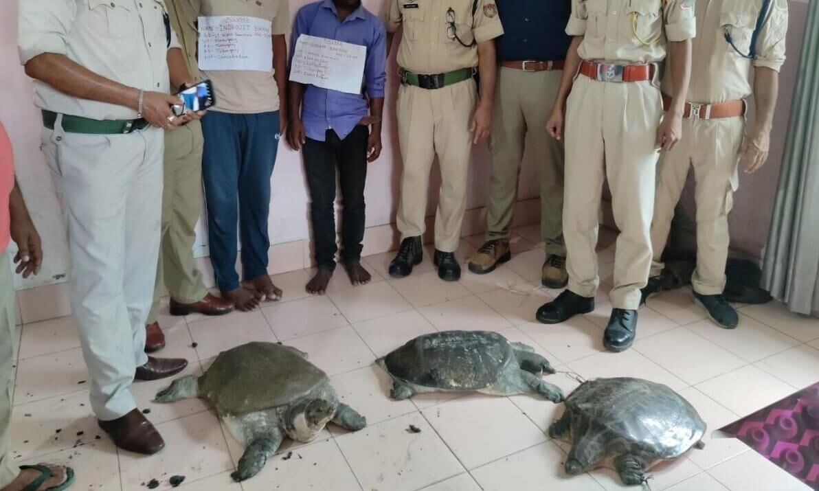 Three endangered turtles recovered, two smugglers arrested in Dhubri
