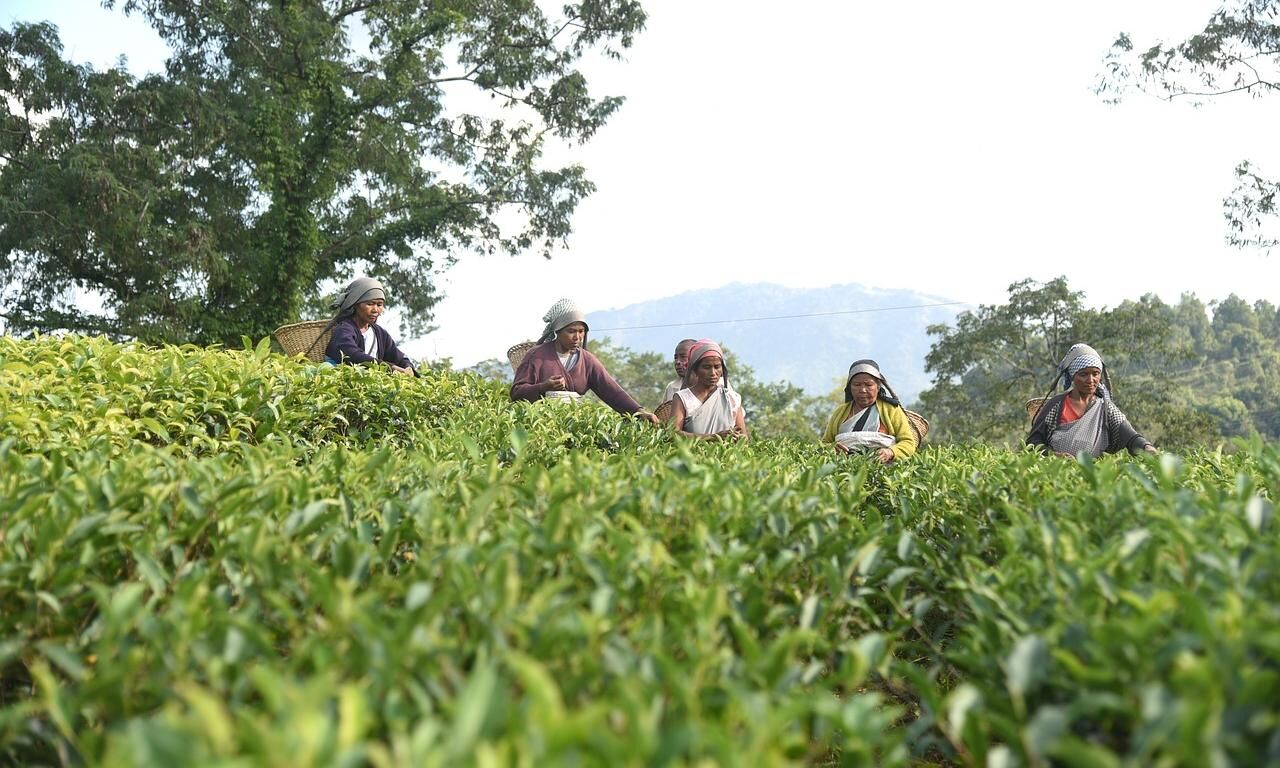 Assam introduces 3% reservation for Tea Tribe, Adivasi communities in ...