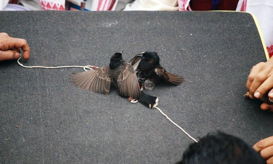 Assam rekindles traditional competition: Bulbuli fights resume in state