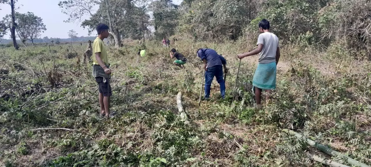 Solar fences installed to foster human-elephant coexistence at Raimona ...