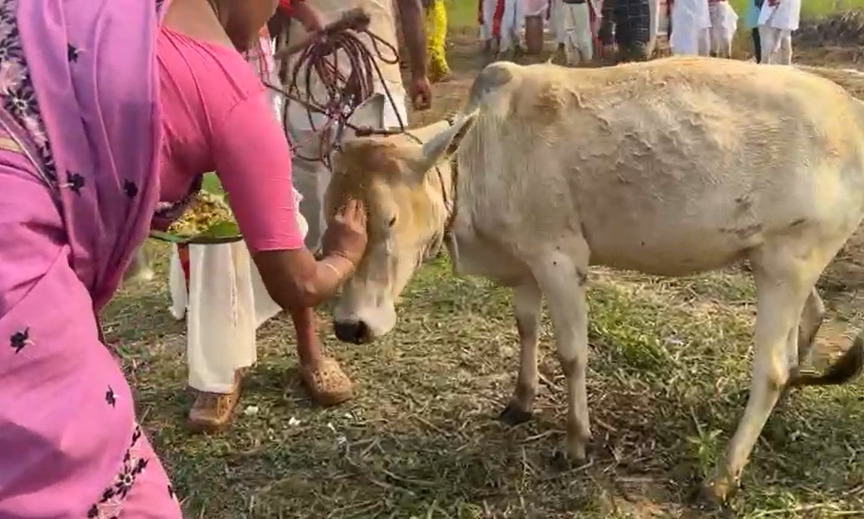 Rongali Bihu celebration begins in Jorhat with ‘Goru Bihu’