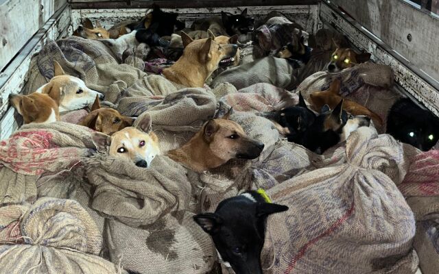 Assam: 47 dogs rescued in Golaghat