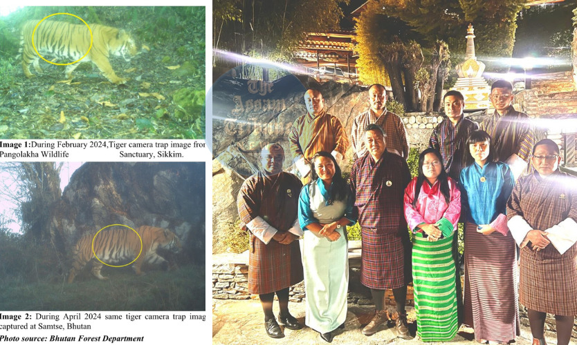 Sikkim's conservation efforts enable transboundary tiger movement to Bhutan