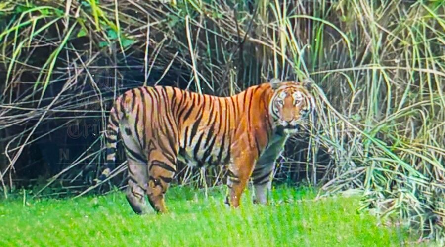 Kaziranga reopens to tourists, visitor spots tiger on season’s first ...