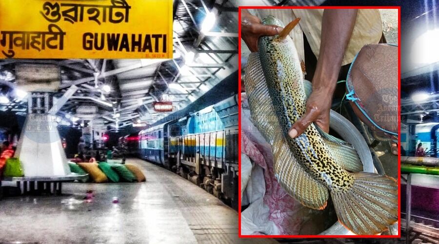 Endangered Channa Barca fish trafficking foiled at Guwahati Station; 31 ...