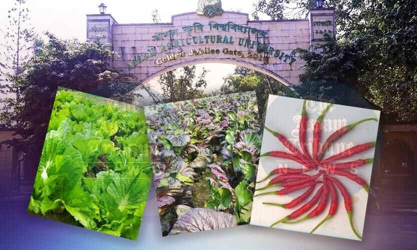 Much-loved mustard greens get two new varieties in Assam & a spicy chilli
