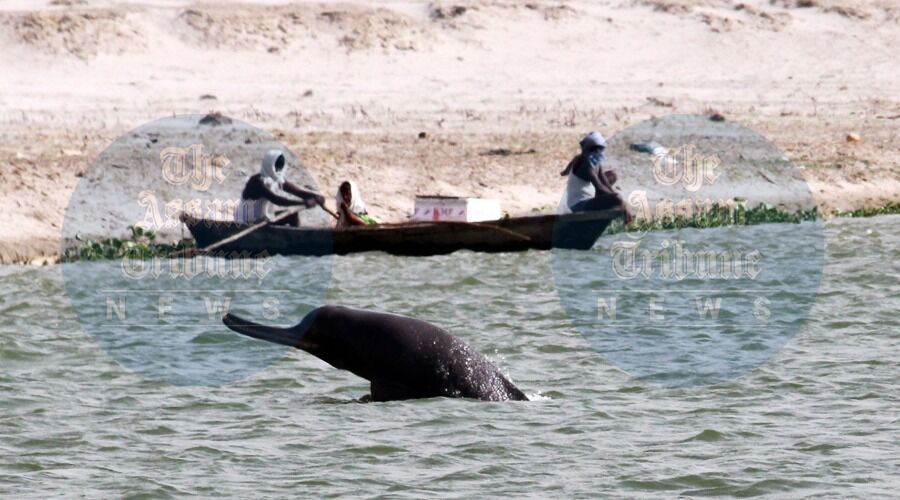 India's Project Dolphin conducts 1st population survey of riverine dolphins