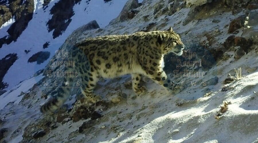 First scientific survey finds 36 elusive snow leopards in Arunachal
