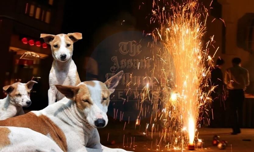 Festival of lights, shadows for strays: The hidden toll of Diwali on ...