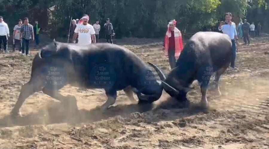 PeTA’s complaint leads to FIR over buffalo fights in Nagaon during Magh ...