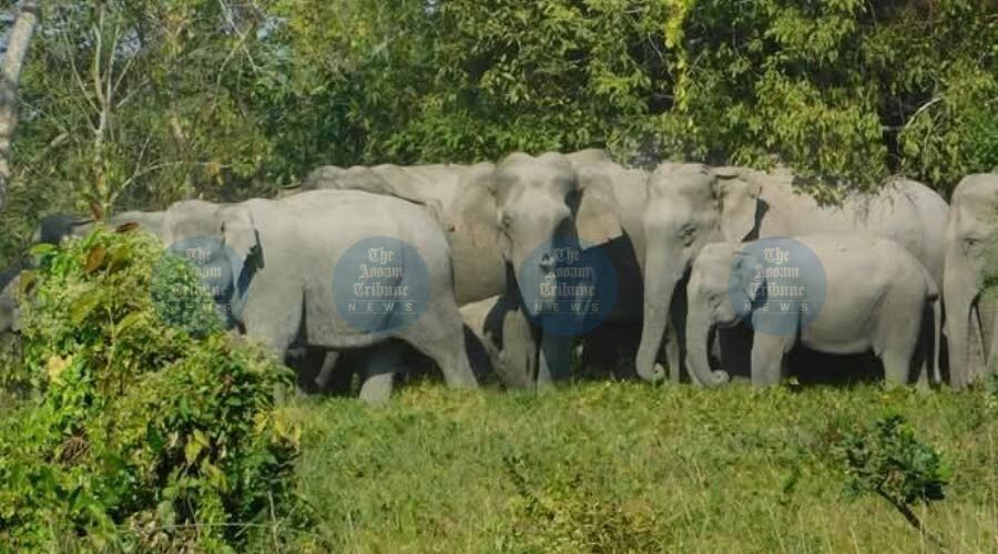 Hati-bandhu urges govt to protect Arimora Chapori as key wildlife corridor