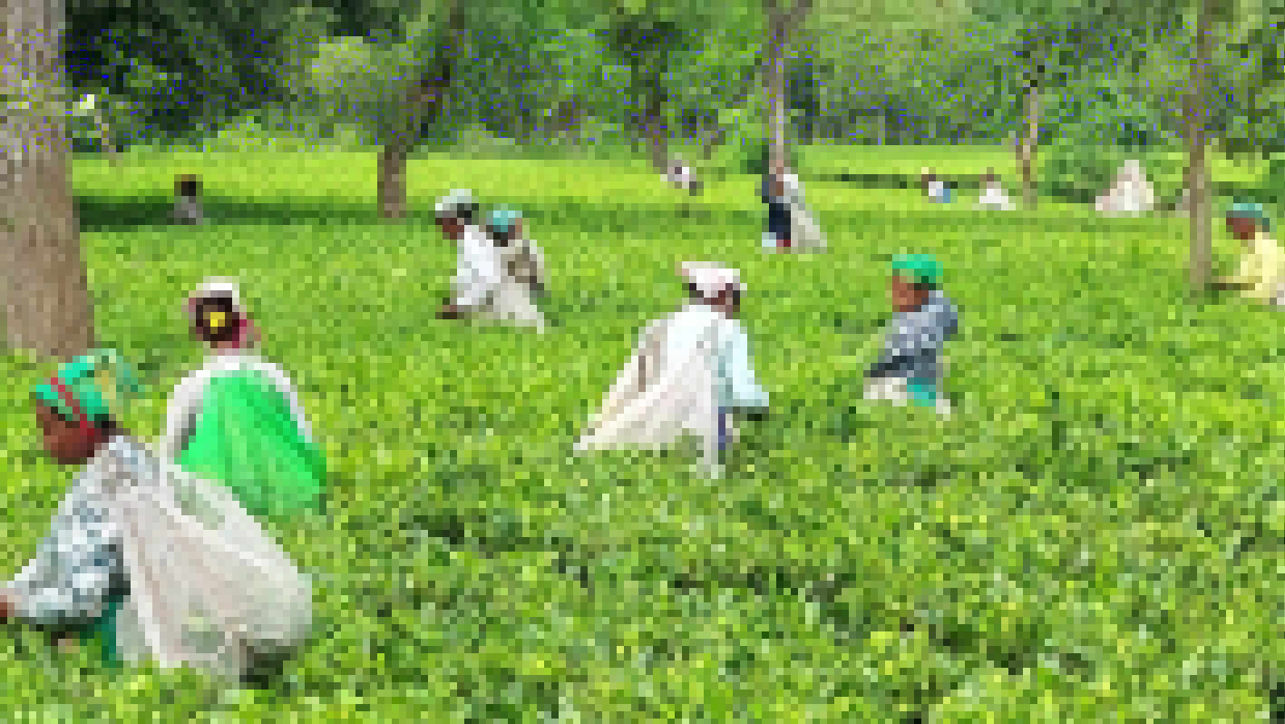 Forgotten on Women’s Day: Bongaigaon's tea garden workers struggle for ...