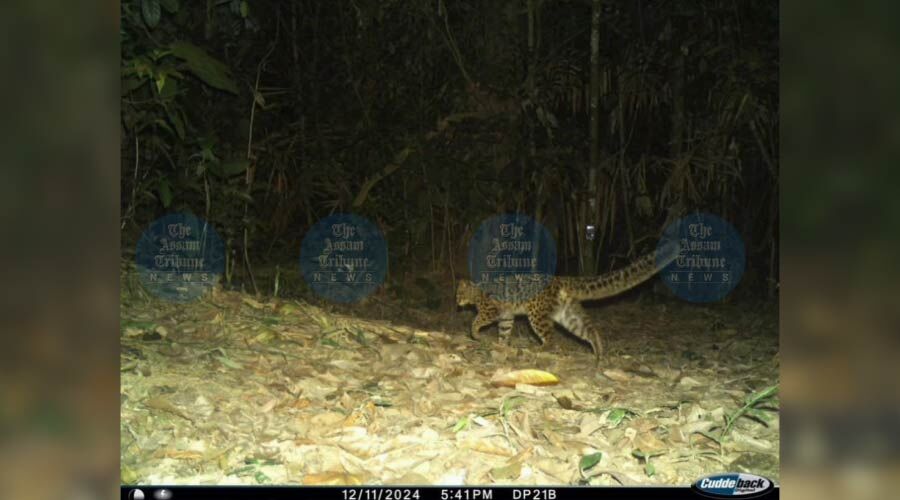 Camera traps uncover rare wildlife boom in Dehing Patkai National Park