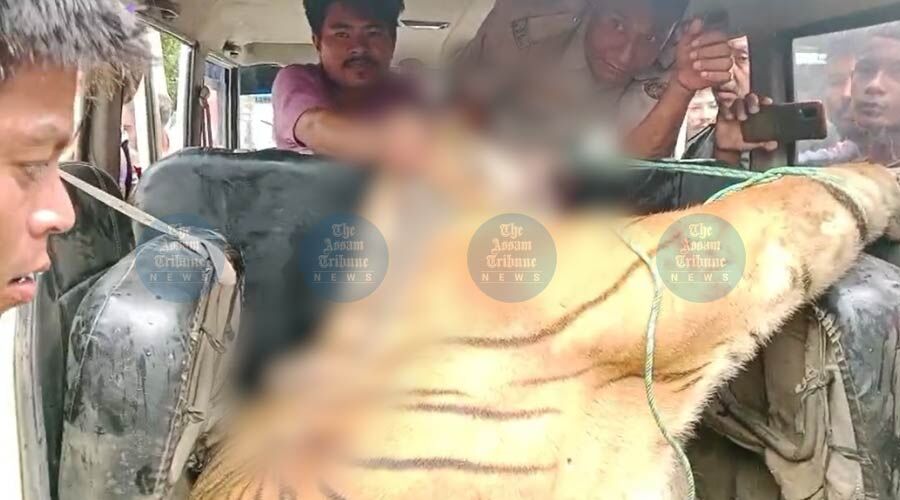 Human-animal conflict turns fatal: Locals suspected of killing tiger in ...