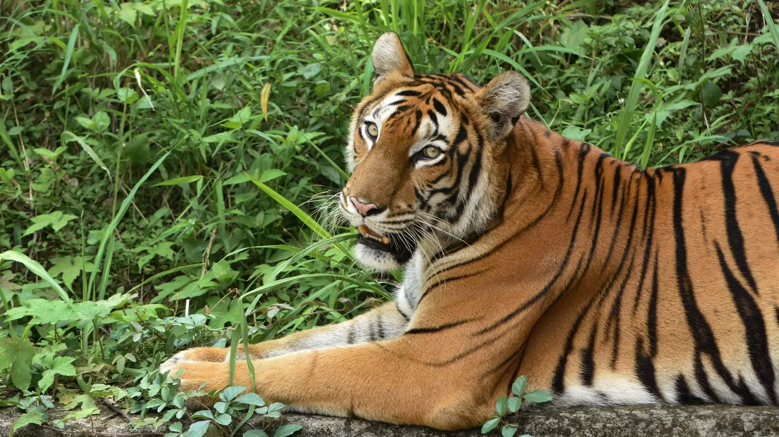 A Glimpse into Assam State Zoo's Rich Biodiversity