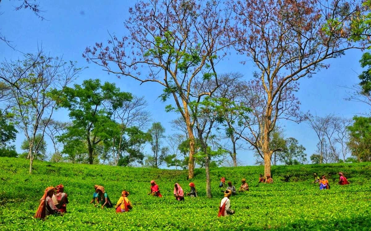 State push spurs ‘tea uprising’ in Tripura; production jumps to 7.55L ...