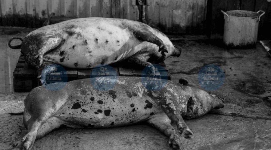 ASF outbreak worsens in Darrang, 60 pigs culled in Kabikara