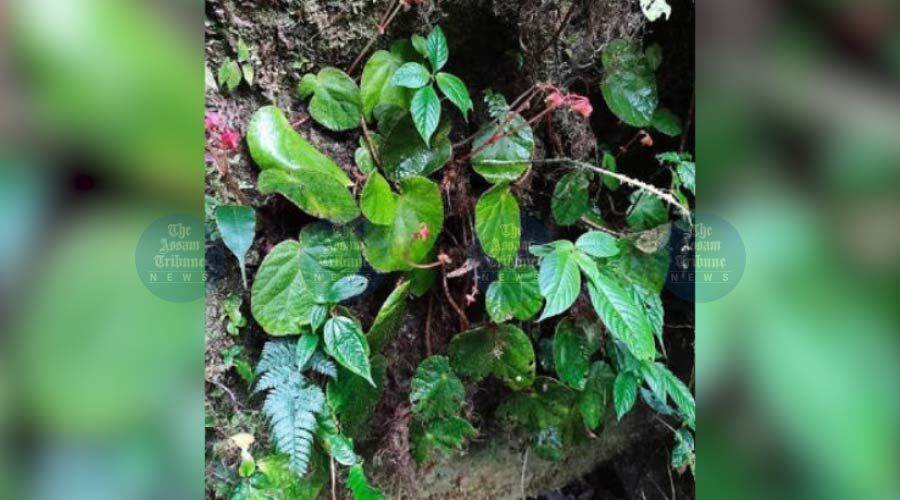 Arunachal’s new plant discovery honours Nyishi tribe; CM lauds ‘Begonia ...