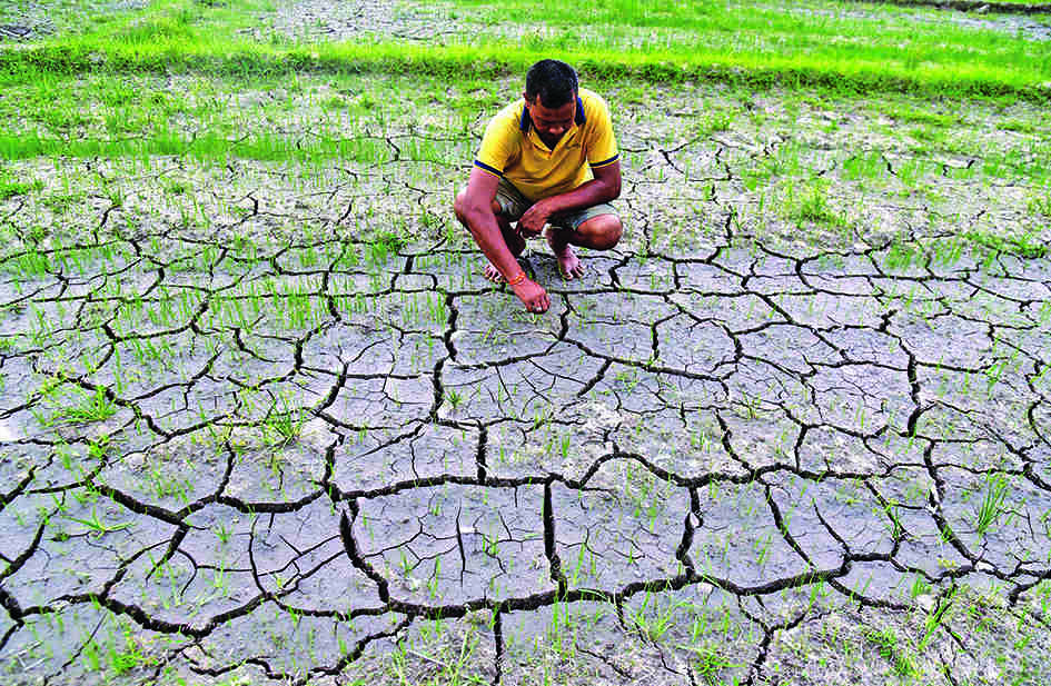 Nearly half of Assam faces drought-like situation, threatening Sali ...