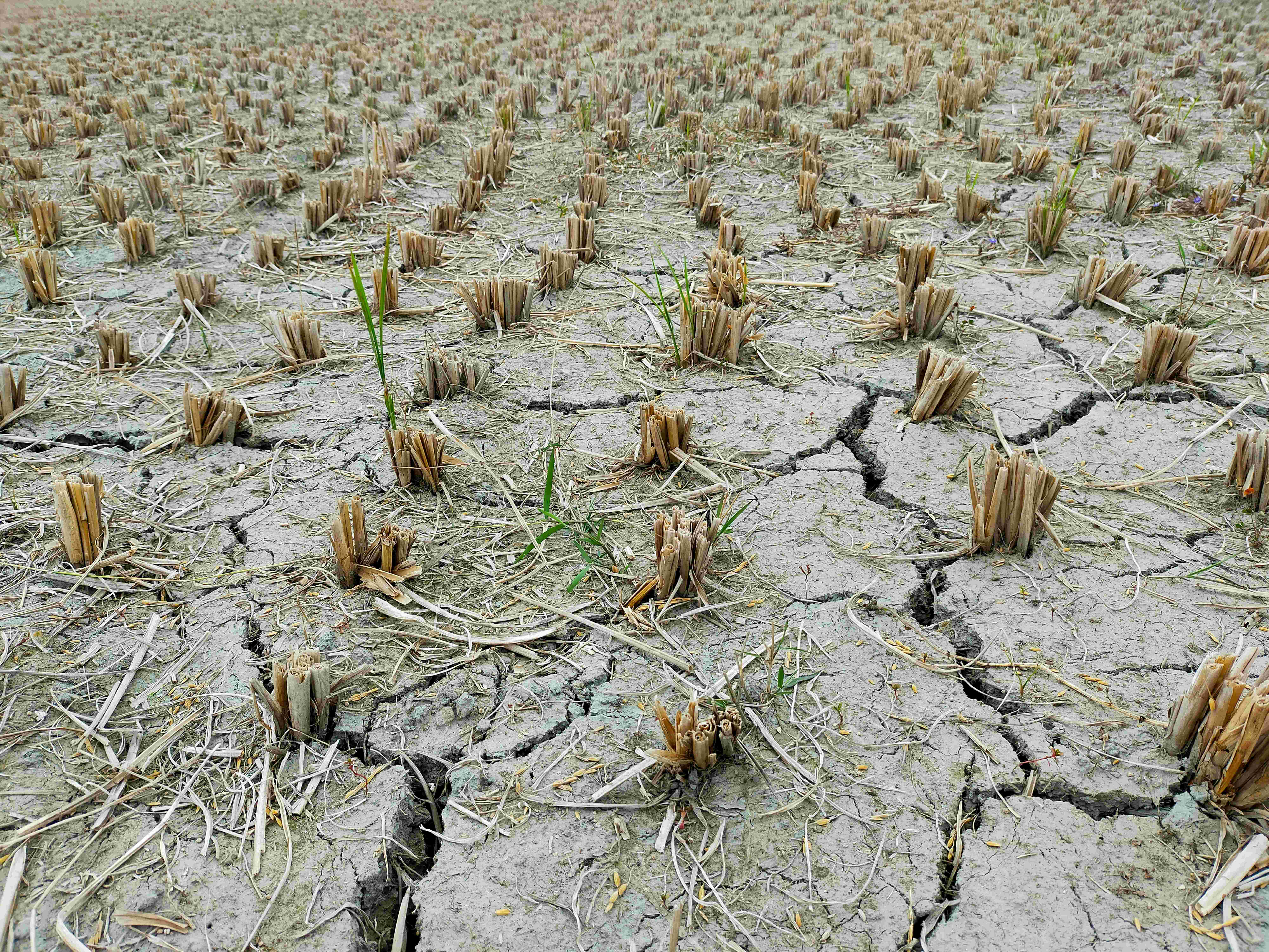 As drought crisis deepens in Assam, AJP accuses govt of neglect ...