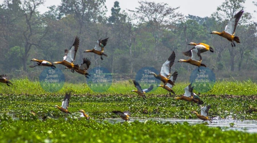 876 bird species in Assam, 50 near-threatened: Ornithologist calls for ...