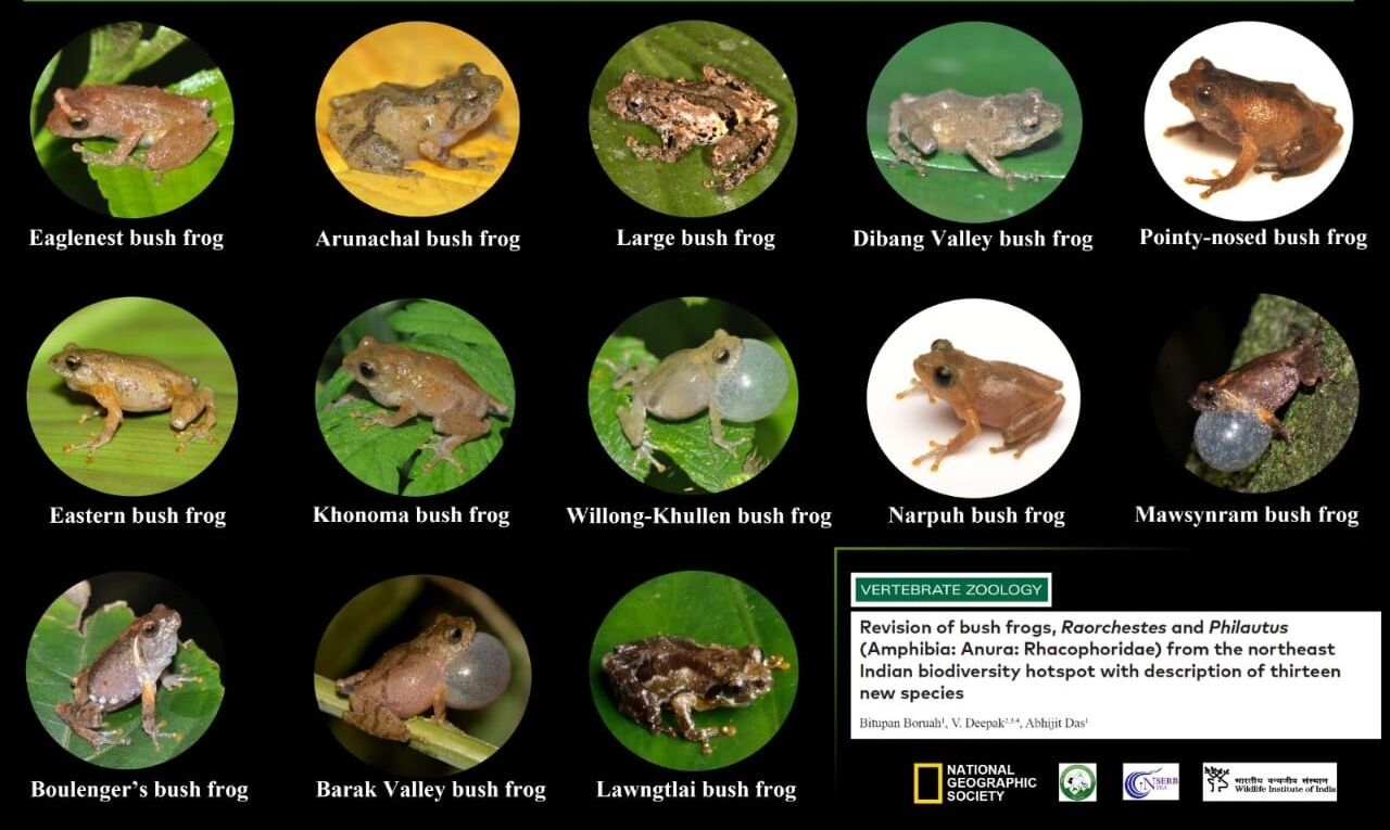 WII Scientists announce discovery of 13 new frog species across Northeast