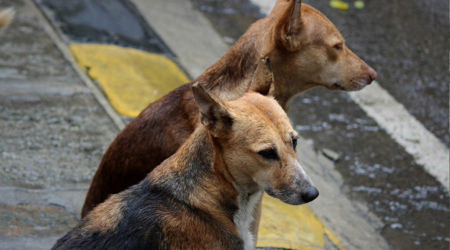 Rights body flags multi-crore dog trafficking racket in Assam, moves police