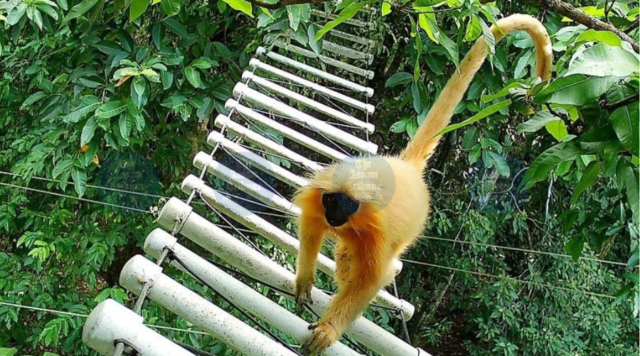 Kokrajhar canopy bridges help endangered Golden Langurs avoid fatal ...